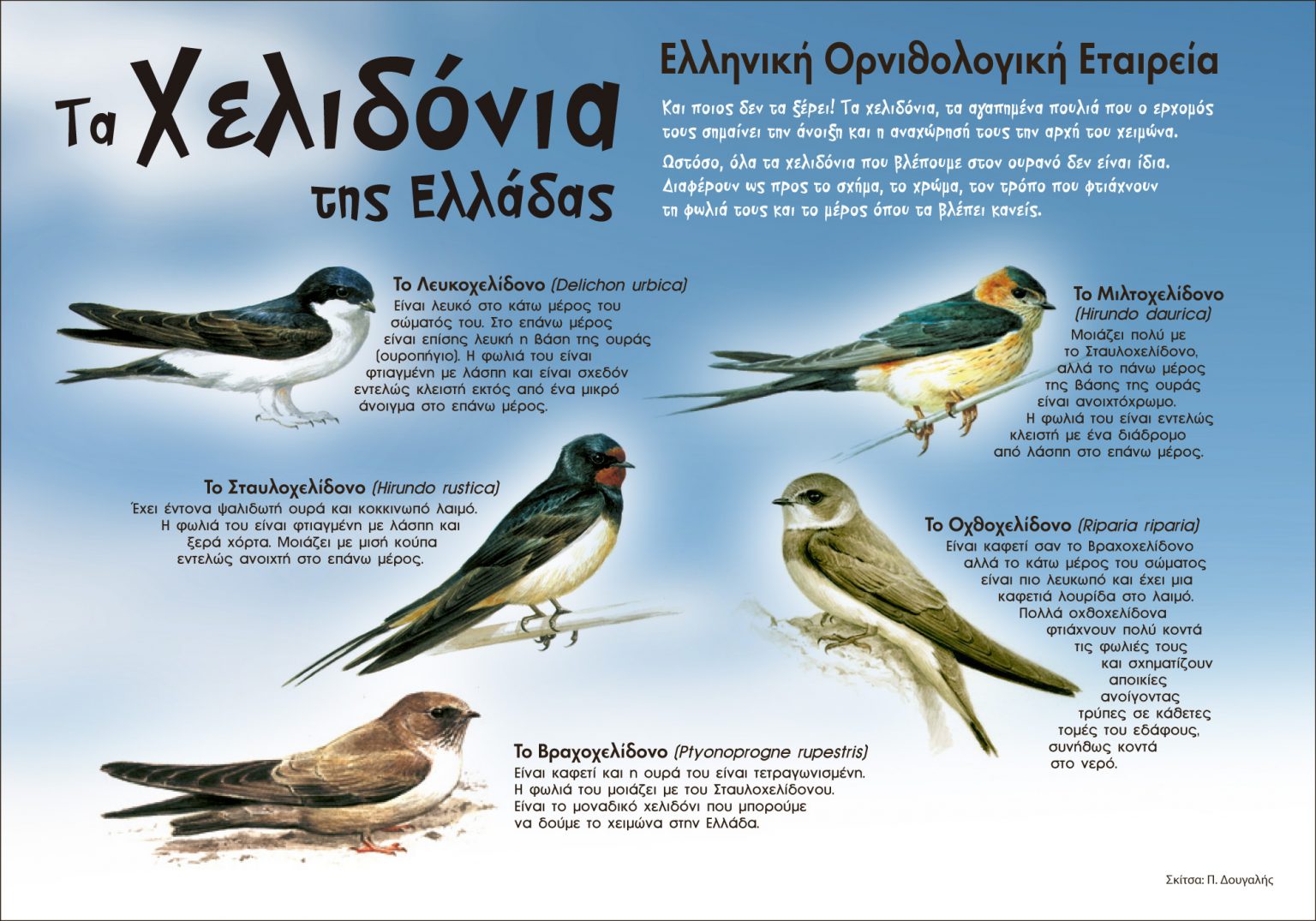 Χελιδονίσματα | Evi Tsitiridou Blog